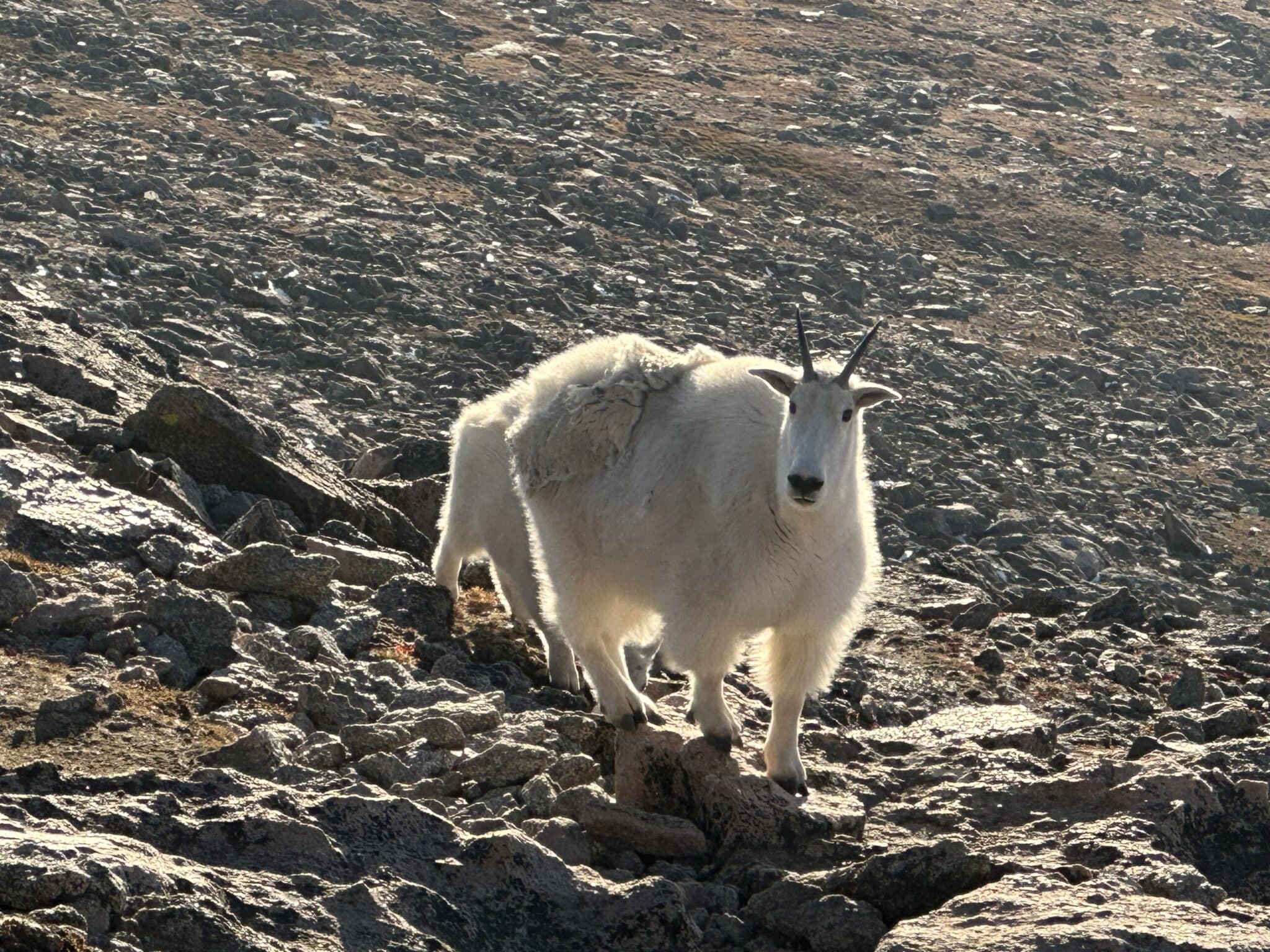 Mt Bierstadt Colorado 14er Hike Guide - Virtual Sherpa