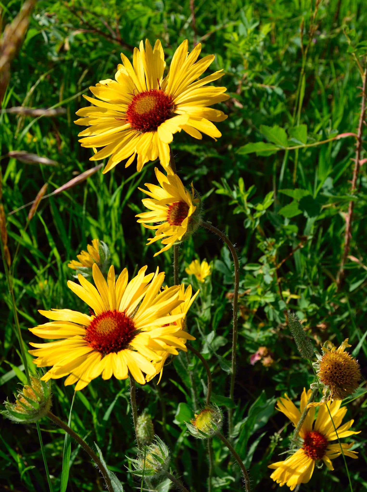 Forgotten Valley Golden Canyon State Park Hike Guide - Virtual Sherpa