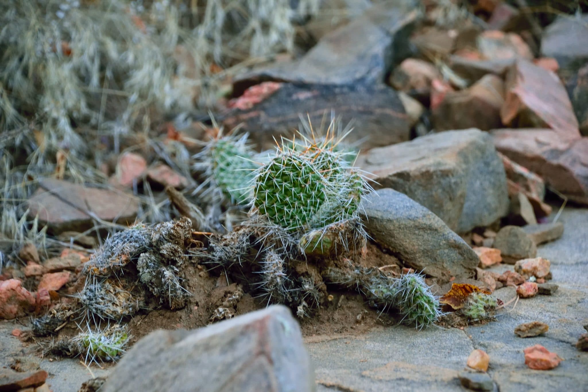 Apex Park Golden, Colorado Review - Virtual Sherpa
