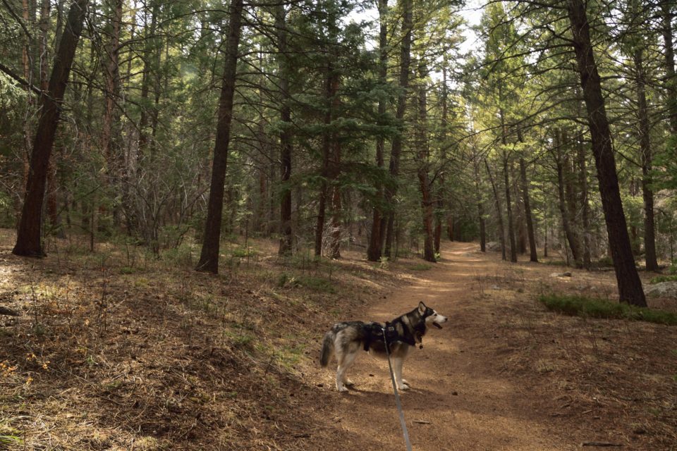 Goose Creek Trail Colorado Hike Guide - Virtual Sherpa