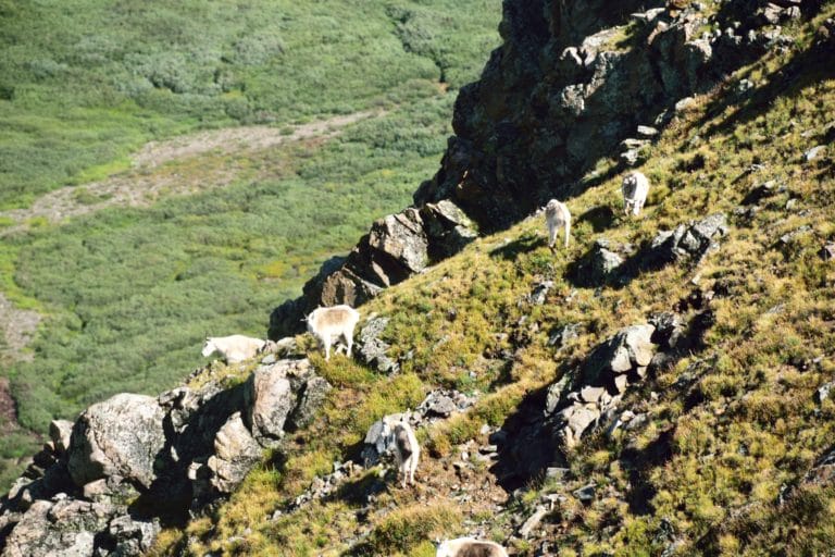 Mt Edwards Colorado 13er Hike Guide - Virtual Sherpa