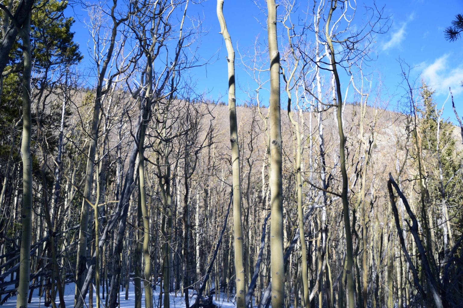 Ben Tyler Trail Colorado Hike Trail Guide - Virtual Sherpa