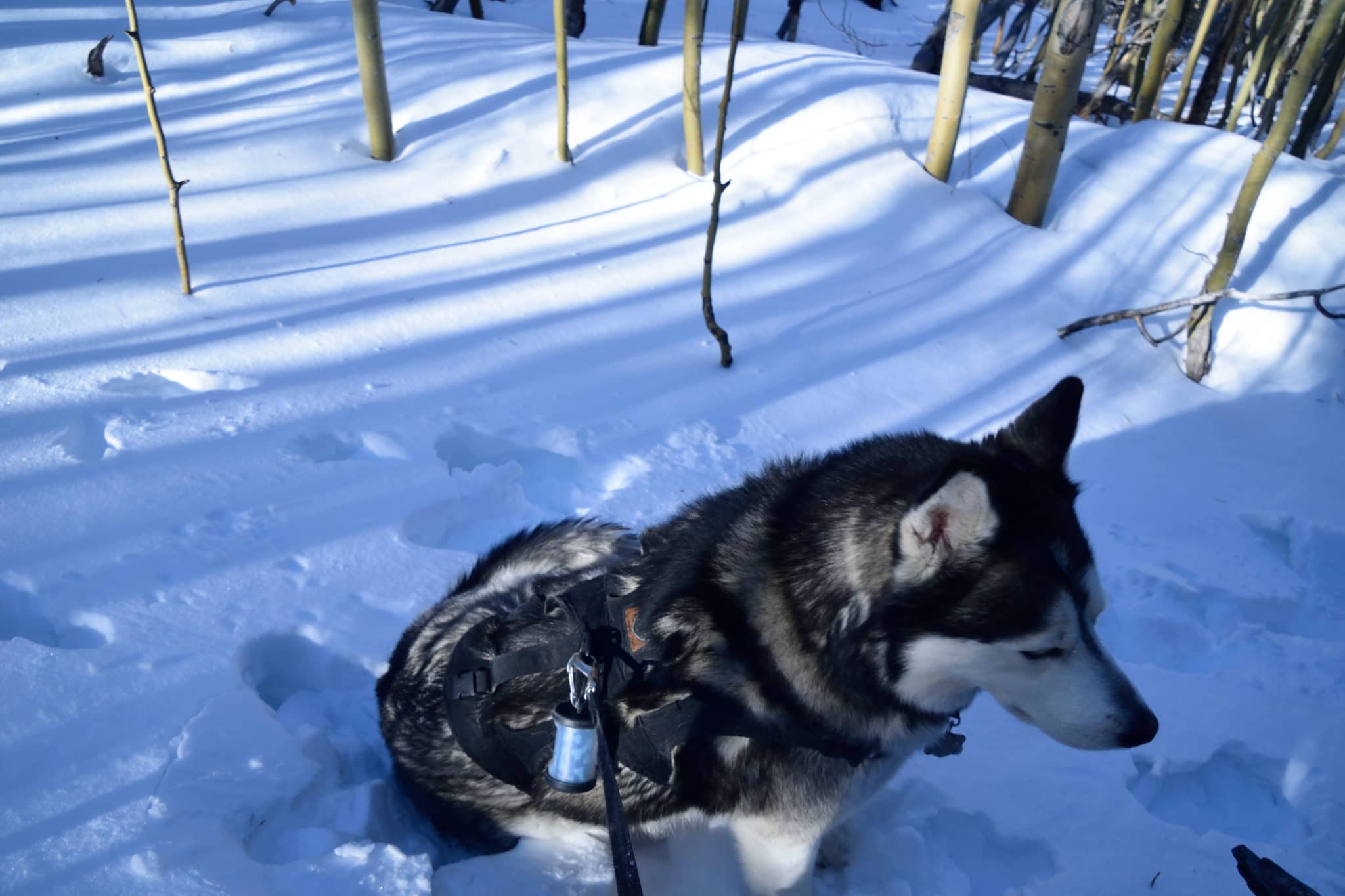 Ben Tyler Trail Colorado Hike Trail Guide - Virtual Sherpa