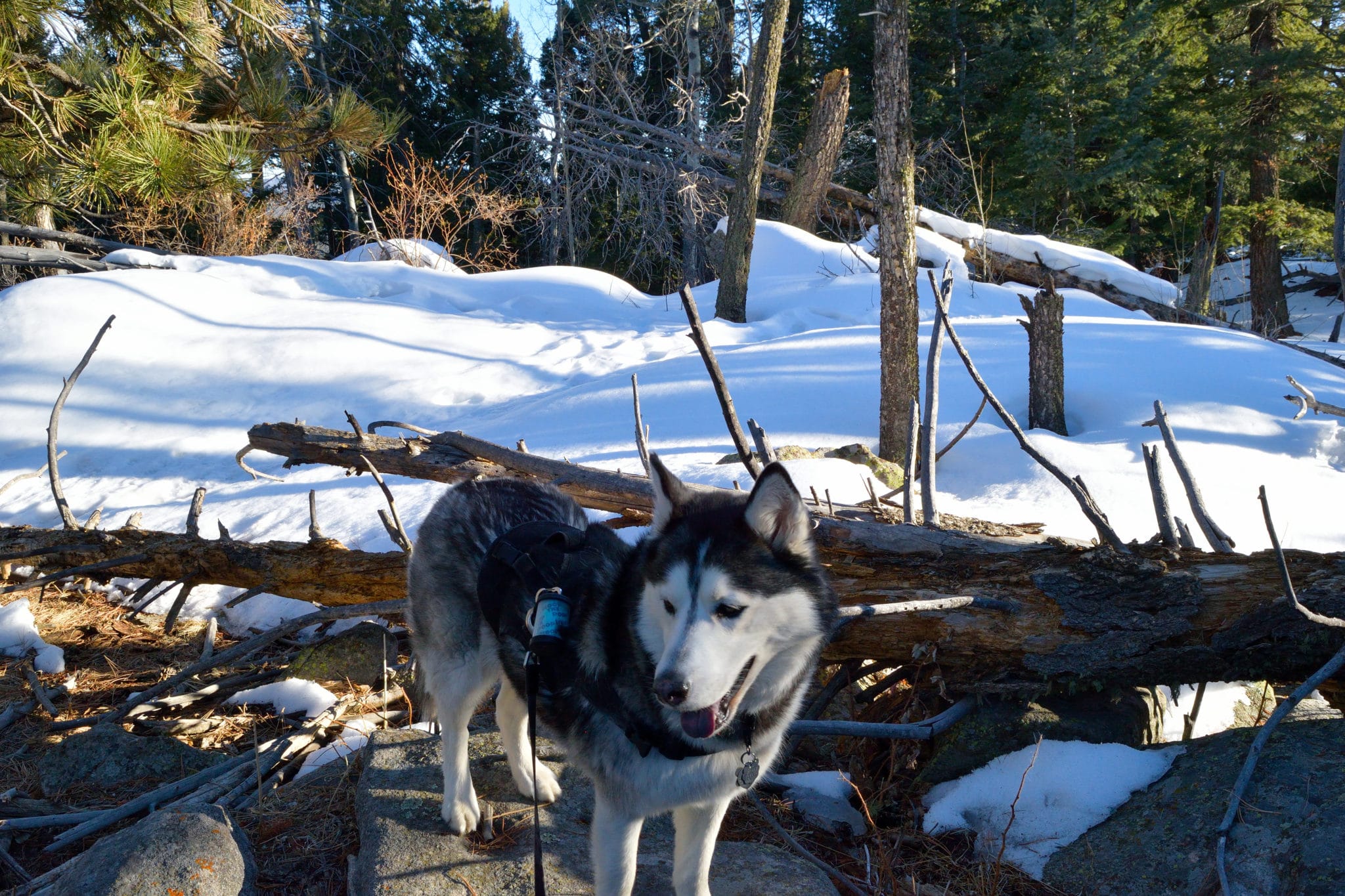 Berrian Mountain Hike Trail Guide & Information - Virtual Sherpa