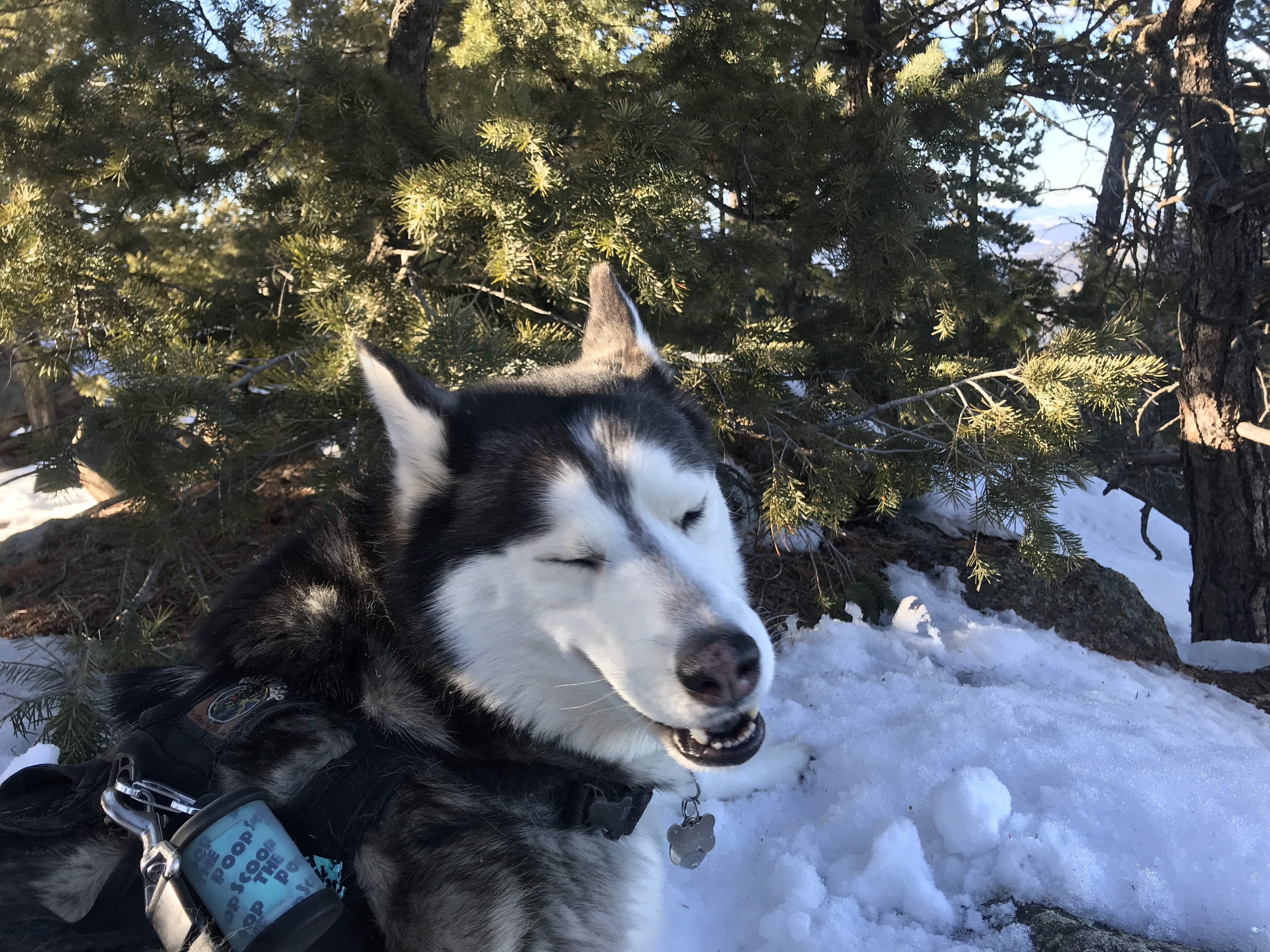 Berrian Mountain Hike Trail Guide & Information - Virtual Sherpa