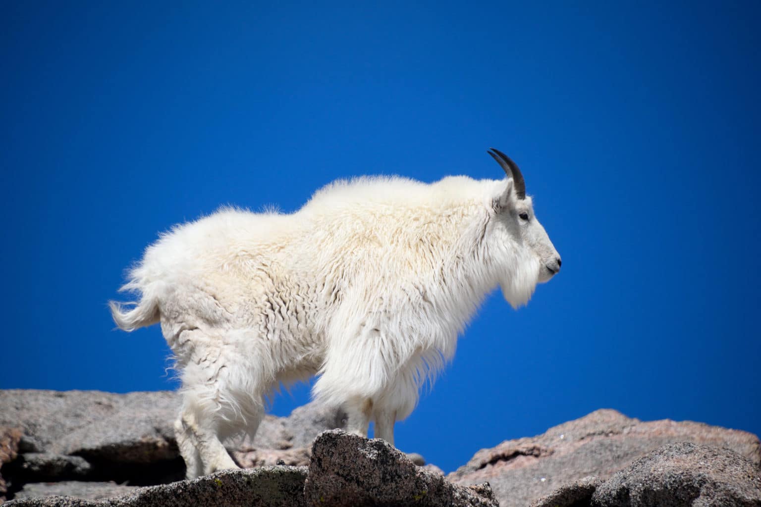 Mt Blue Sky 14er Hike Guide From Echo & Summit Lake - Virtual Sherpa
