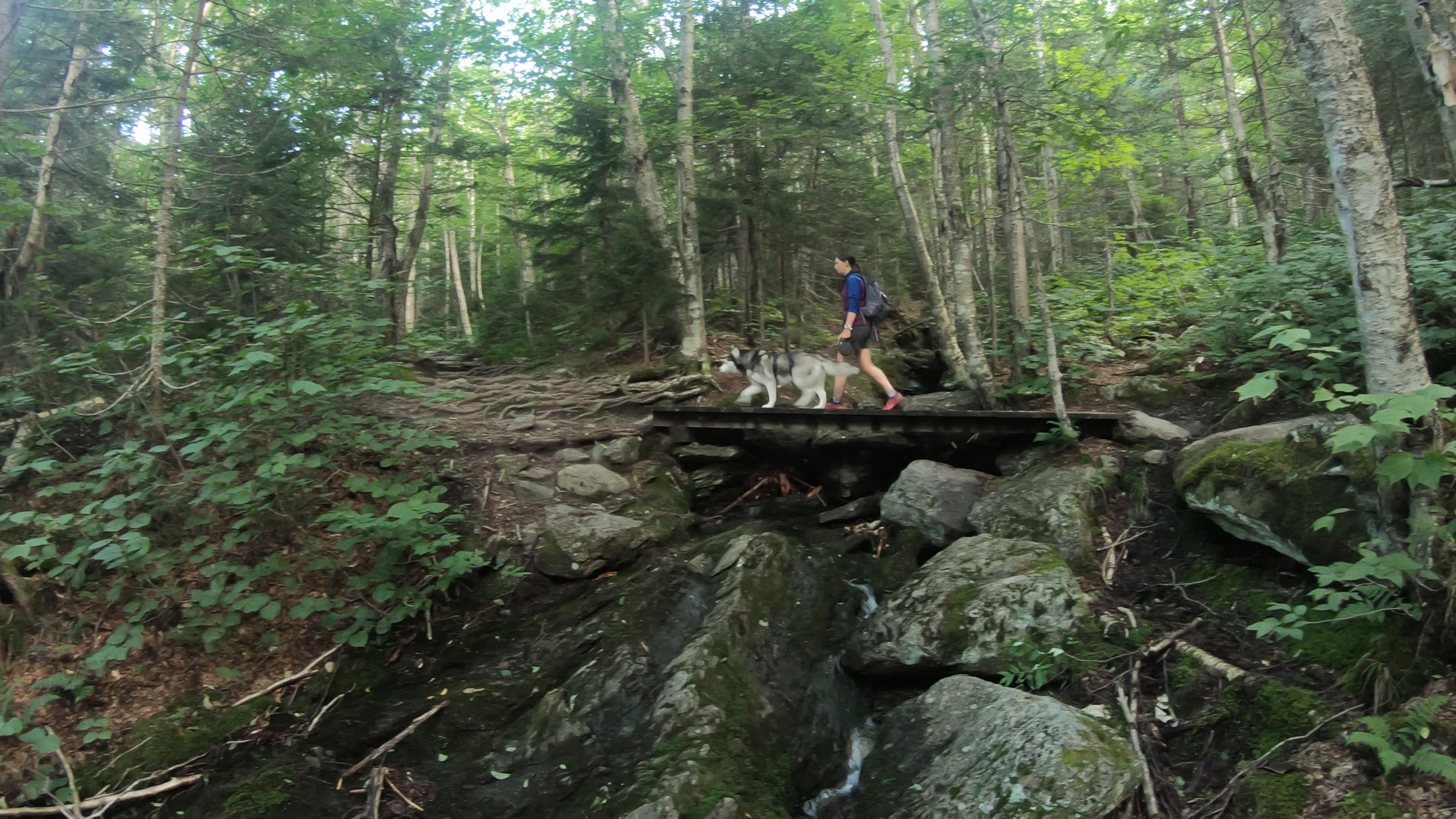 Mount Mansfield Vermont Hike Trail Guide - Virtual Sherpa