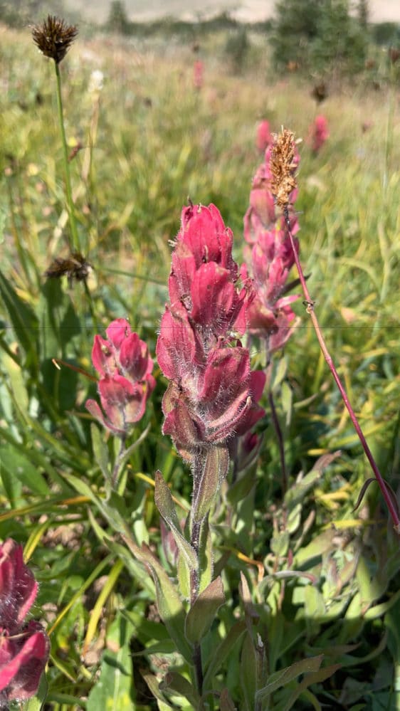 Butler Gulch Colorado Hike Guide - Virtual Sherpa