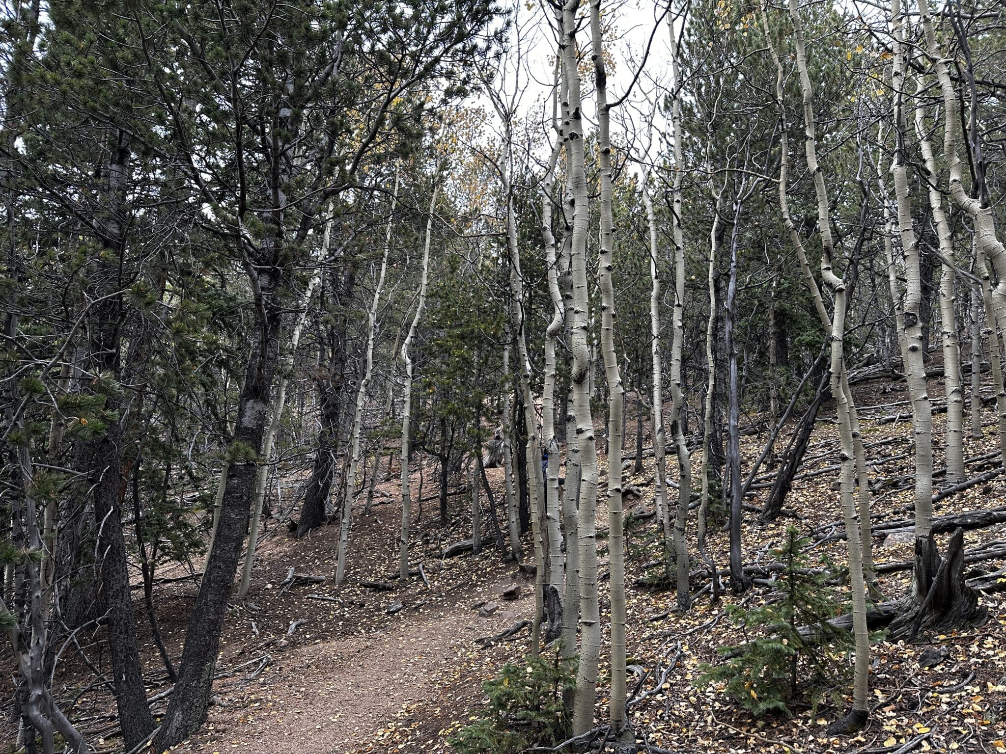 Raspberry Mountain Colorado Hike Guide - Virtual Sherpa