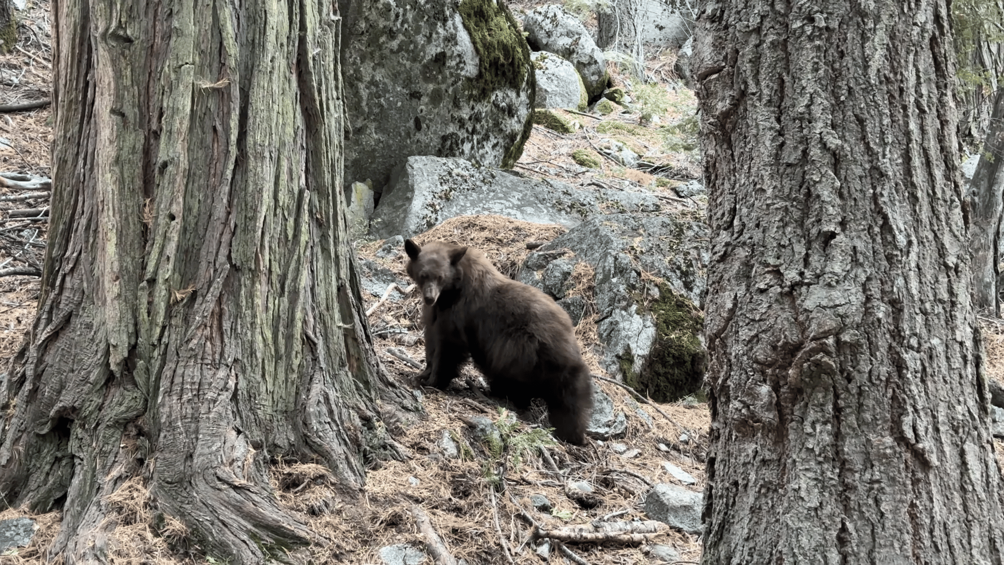 Mist Falls Kings Canyon Hike Guide - Virtual Sherpa
