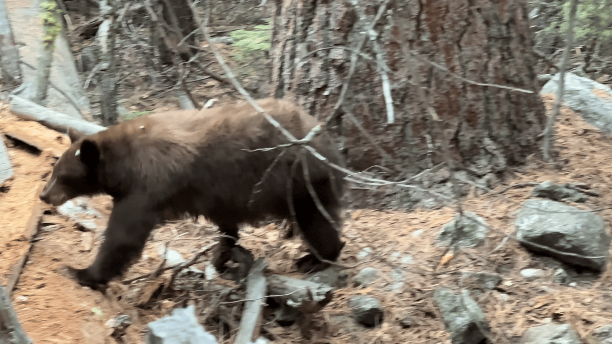 Mist Falls Kings Canyon Hike Guide - Virtual Sherpa