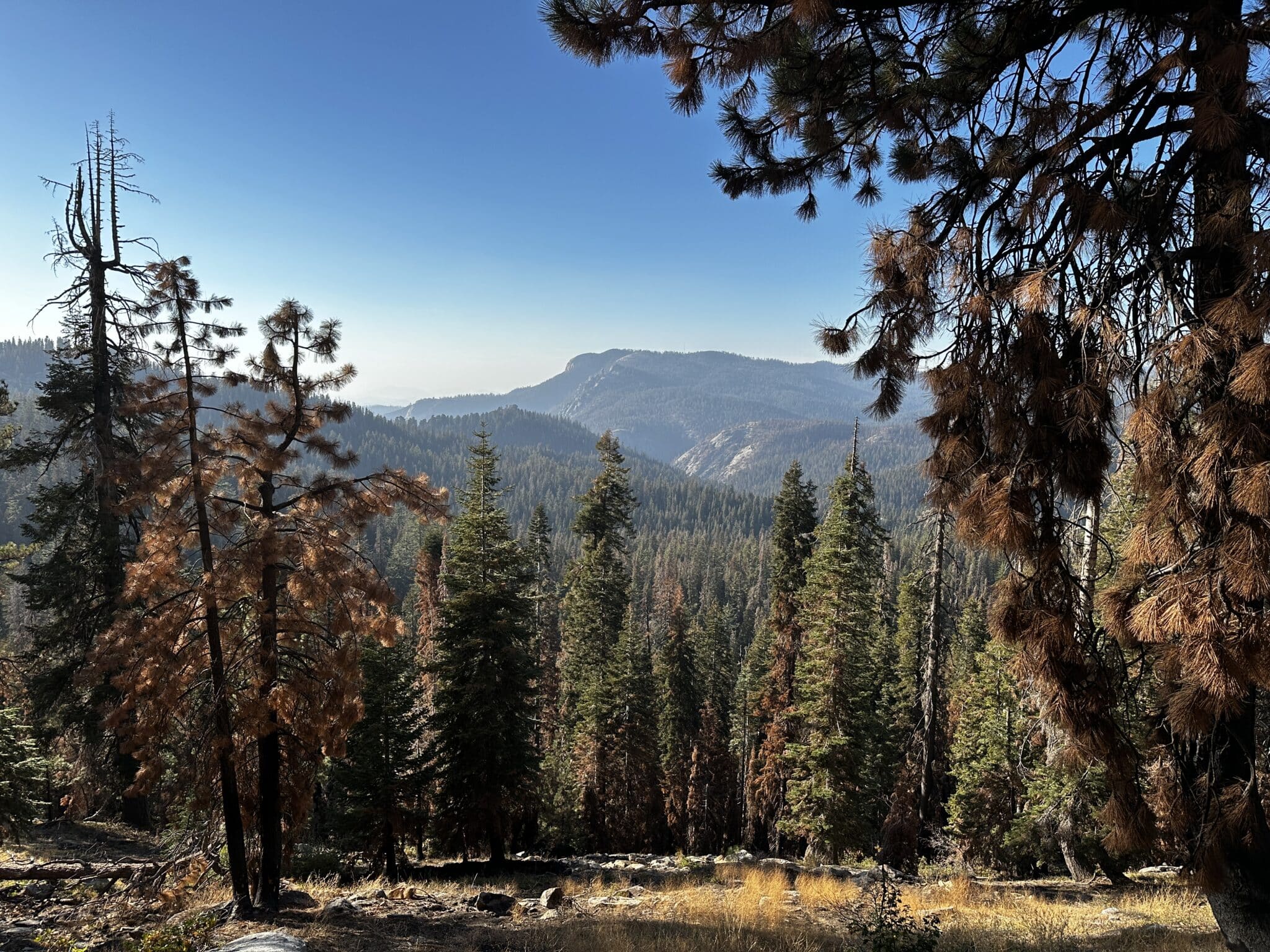 Little Baldy Dome Sequoia Hike Guide - Virtual Sherpa