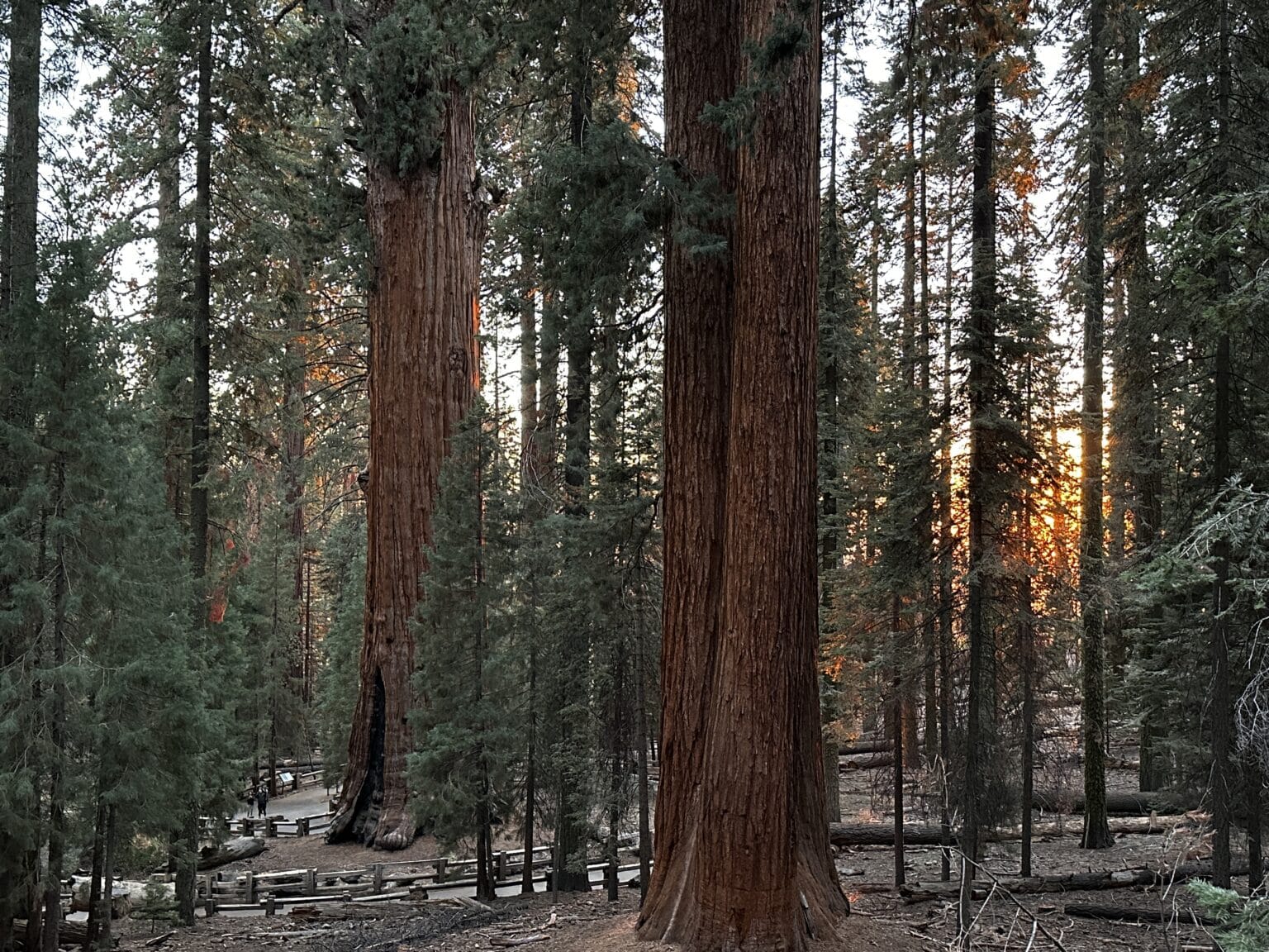 General Sherman Tree Hike Guide - Virtual Sherpa