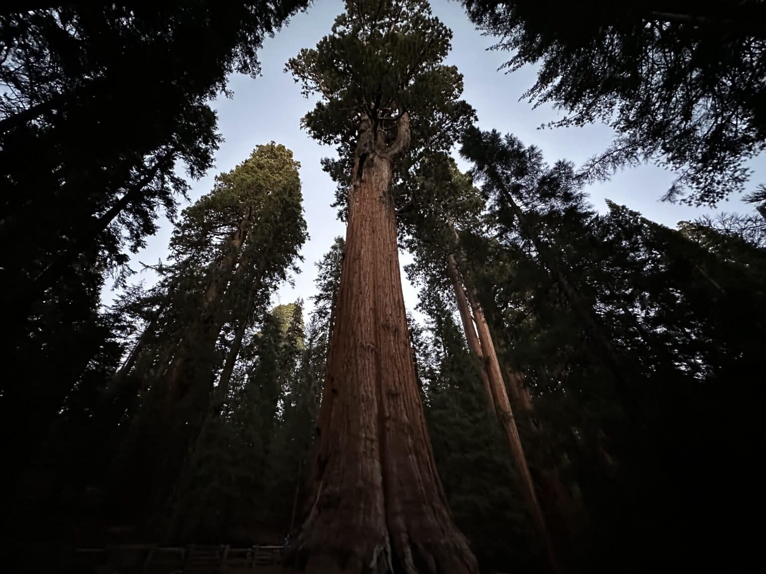 General Sherman Tree Hike Guide - Virtual Sherpa