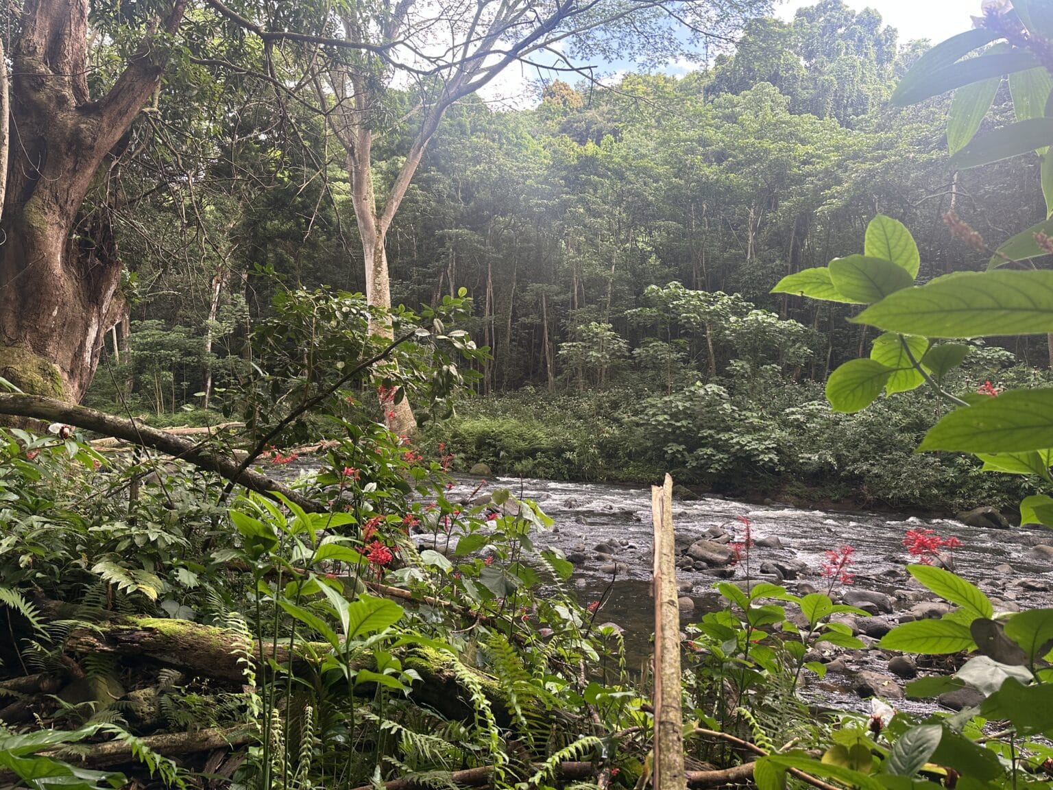 Uluwehi Falls (Secret Falls) Hike Guide - Virtual Sherpa