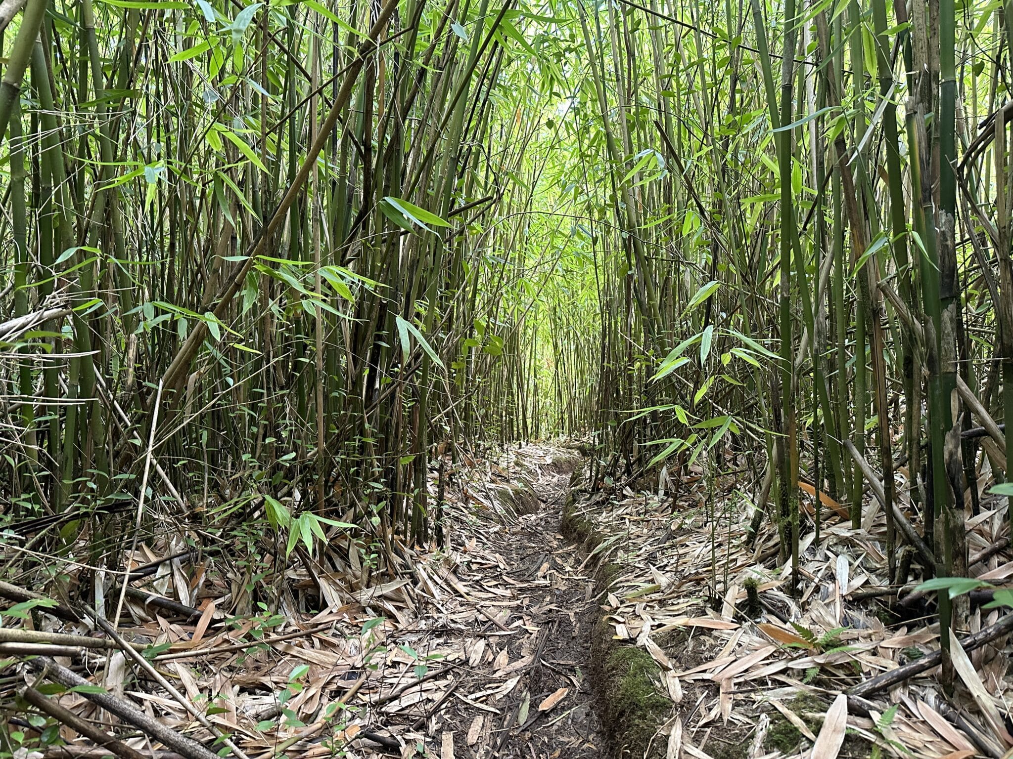 Weeping Wall & Blue Hole Kauai Hike Guide - Virtual Sherpa