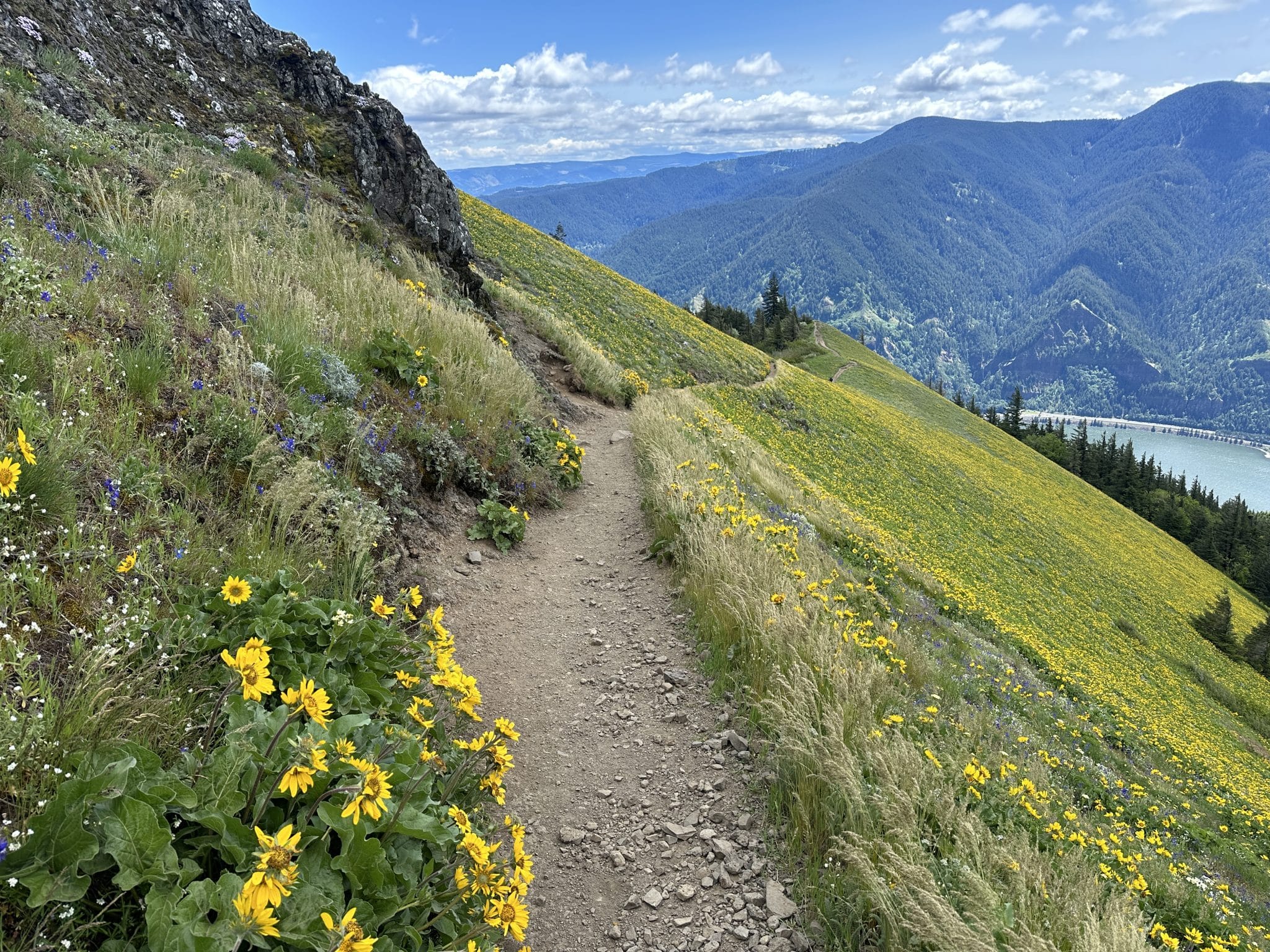 Dog Mountain Washington Hike Guide - Virtual Sherpa